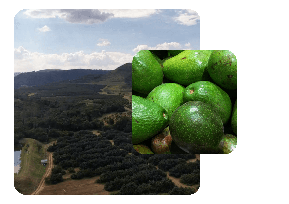 Products – Cultivate Trading